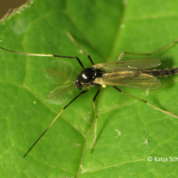 What Are These Red Worms In The Lagoon?