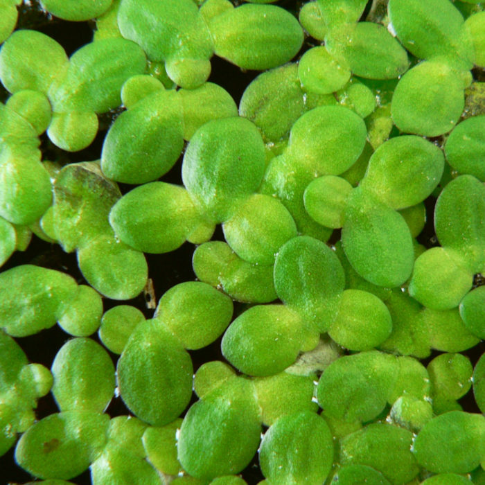 Duckweed Control In Wastewater Lagoons
