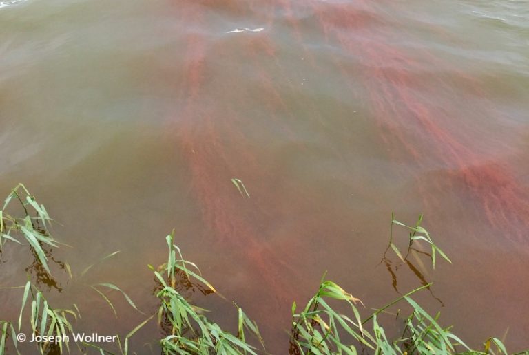 What Color Reveals About Wastewater Lagoon Health